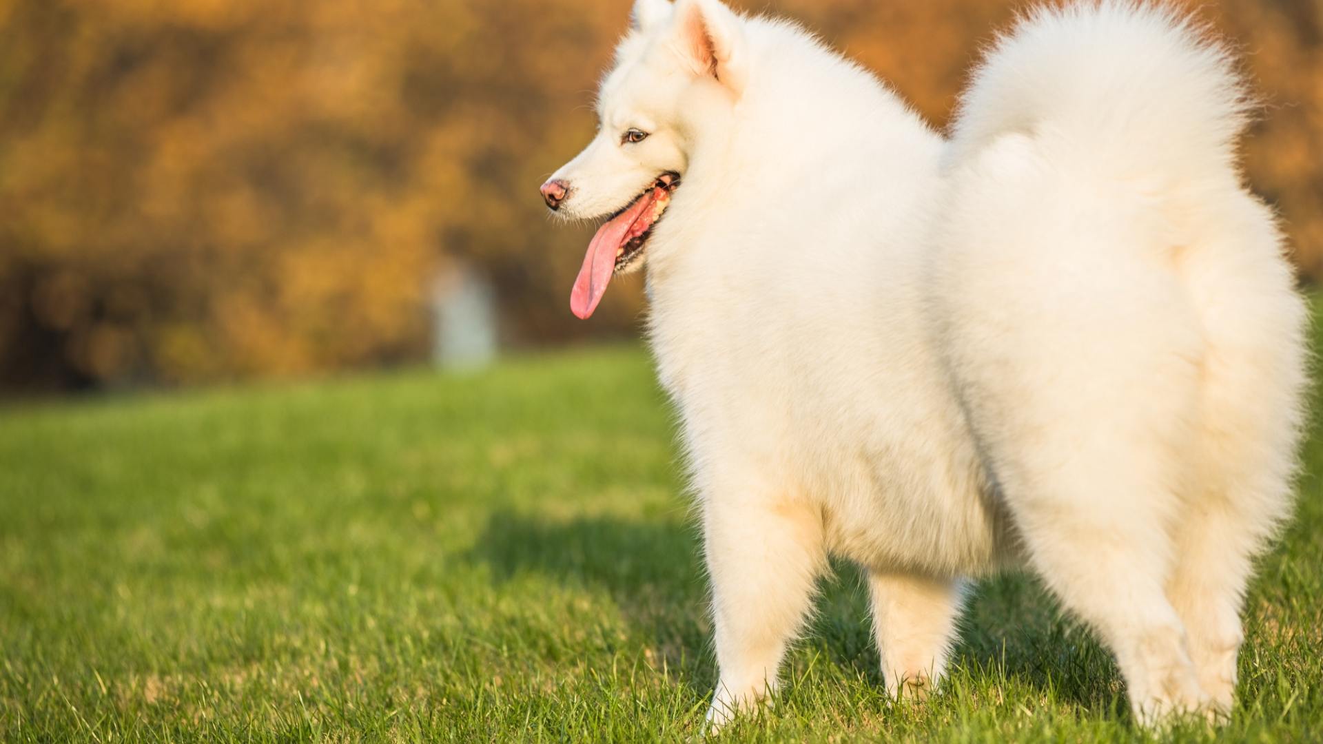 Prevent Fleas Ticks Worms And Mites | Animal Medical Center