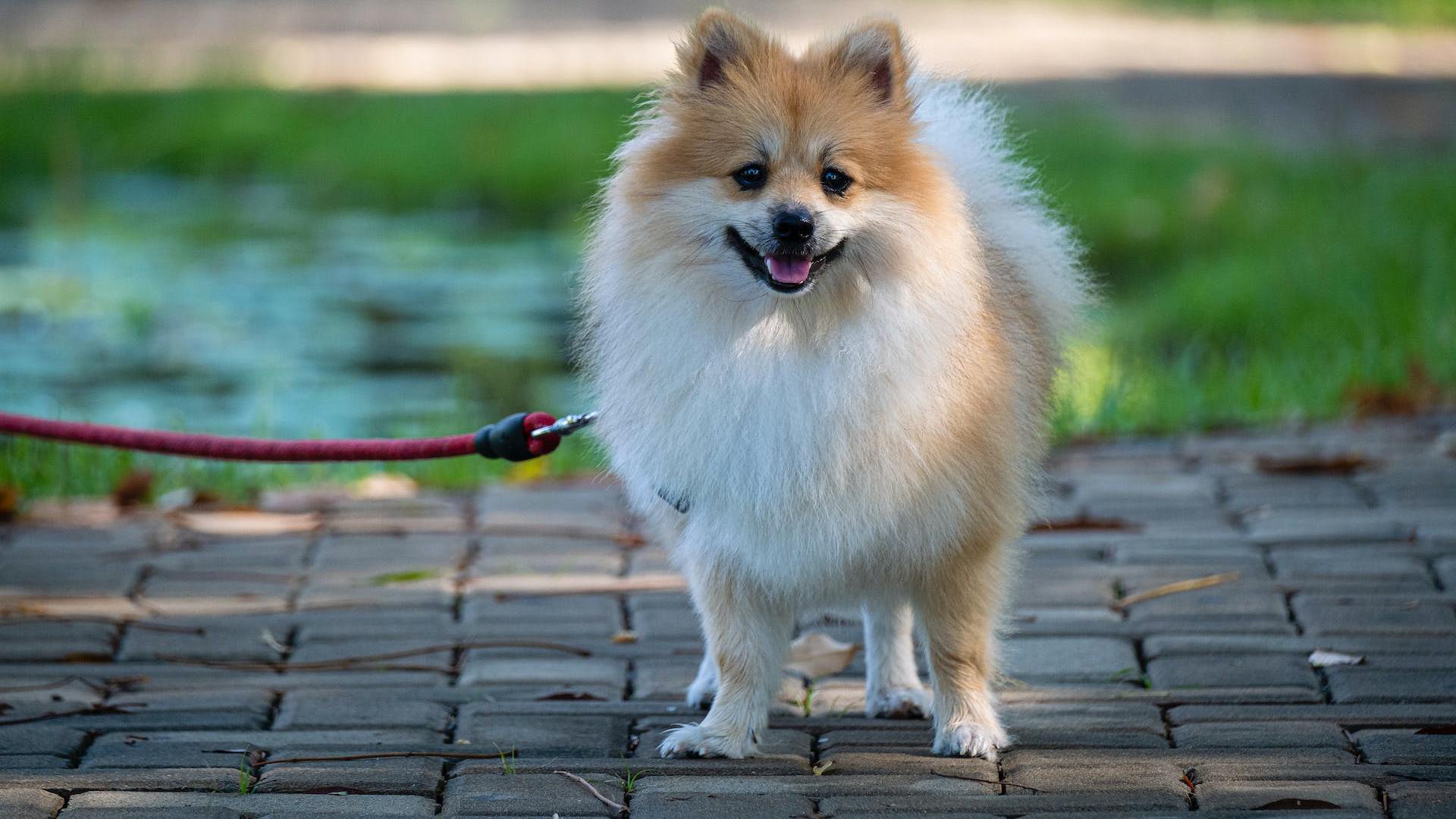 Reno, NV Veterinary Services | Animal Medical Center Of Reno