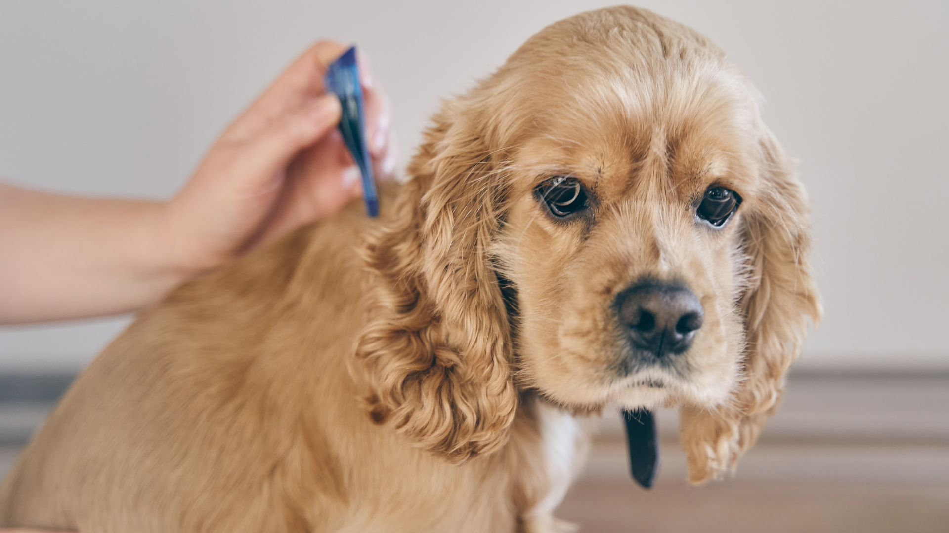 Pet Parasite Prevention In Reno, NV | Animal Medical Center